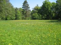 Artenreiche Feuchtwiese im Schlosspark Buch © A. von Lührte